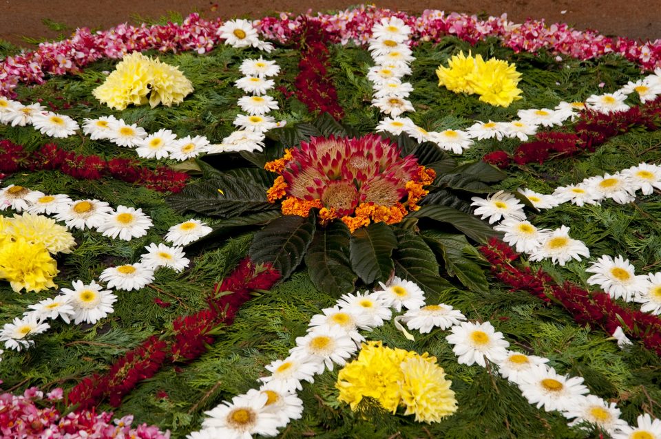 Madeiras Blumenfestival - eine Insel blüht auf | Holidayguru