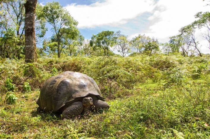 Erlebt die Galapagosinseln in Ecuador | Holidayguru